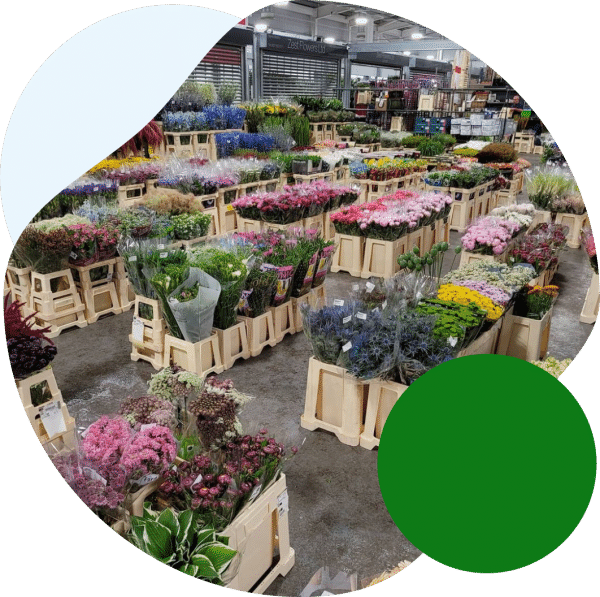 Home - Green & Bloom - Full-service partner for solution in flowers and ...